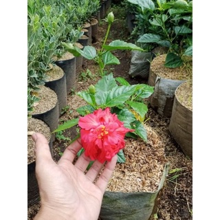 Jual Tanaman Bunga Sepatu Tumpuk/Bunga Hibiscus Tumpuk Bangkok Sudah ...