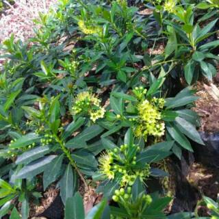 Jual tanaman santos lemon bunga kuning xantosemon tanaman vegetasi ...