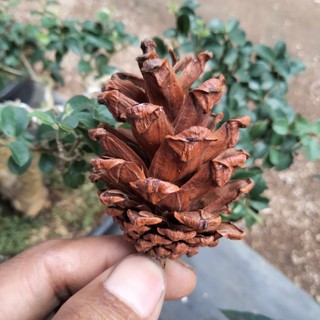 Jual BUAH PINUS KERING BIJI PINUS KEMBANG PINUS RUSTIK | Shopee Indonesia