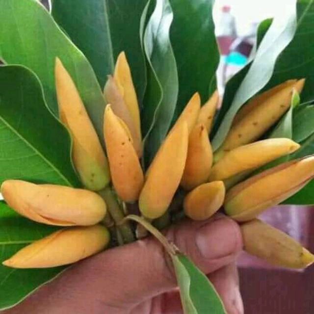 Jual pohon bunga kantil kuning / pohon cempaka bunga kuning | Shopee ...