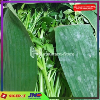 Jual Lalapan daun tespong 1kg / Lalapan daun seladren / Daun lalapan ...