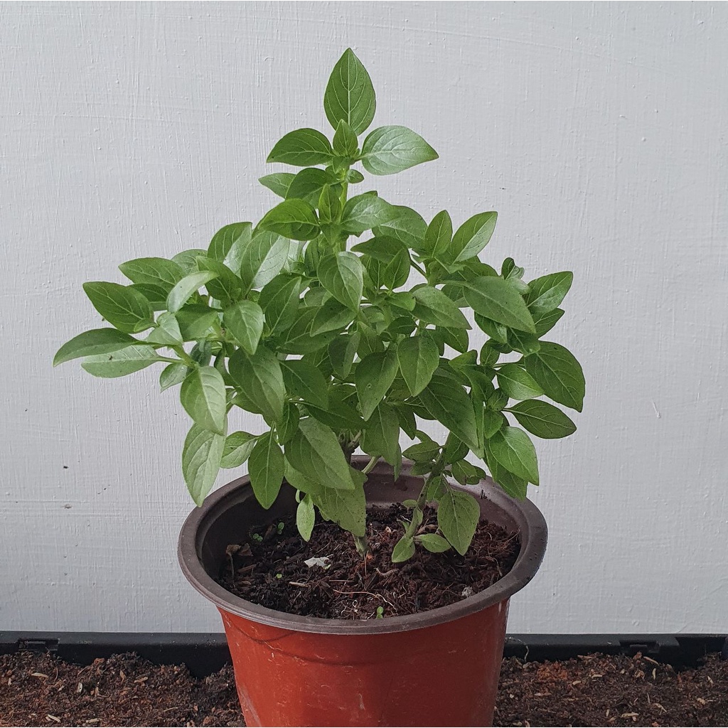 Jual Tanaman Basil - Dwarf Greek - Remaja Benih Import - Herb | Shopee ...