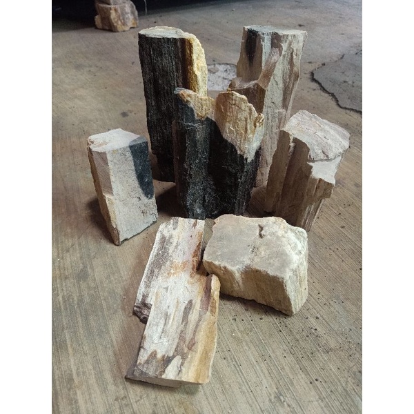 Jual Pecahan Kayu Fosil, Batu Fosil, Petrified Wood 1kg | Shopee Indonesia