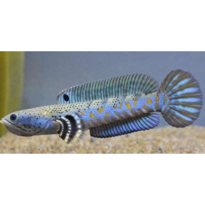 Jual chana blue purcha|||hasil bredingan||makan pelet | Shopee Indonesia