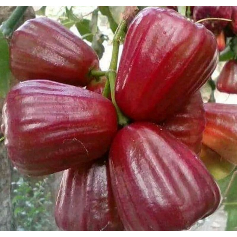 Jual Bibit jambu air dalhari full akar 1 tahun berbuah siap tanam dan ...