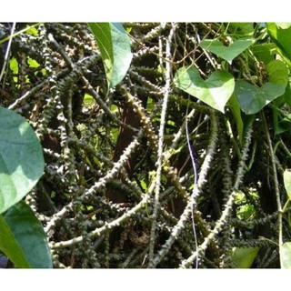 Jual Batang brotowali segar 1kg batrawali/bratawali herbal bisa ditanam ...