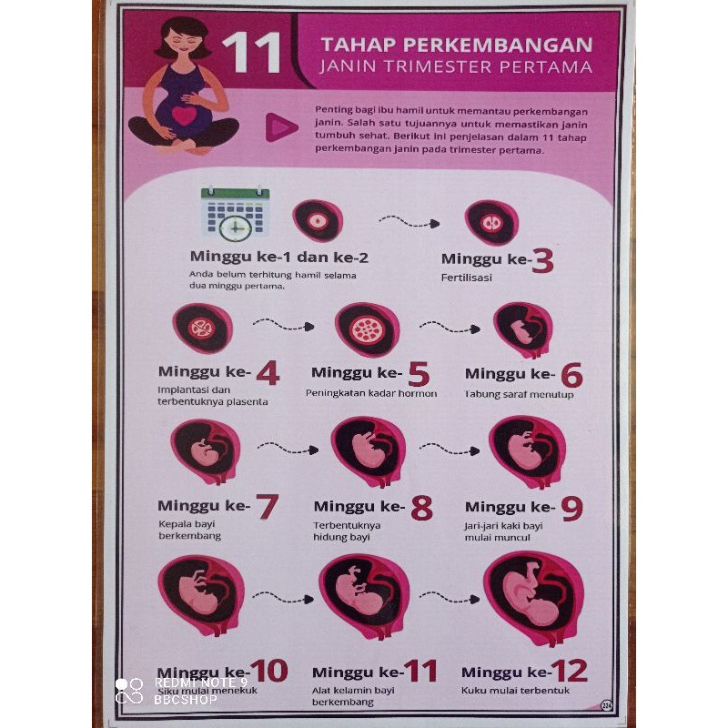 Jual (224) POSTER 11 TAHAP PERKEMBANGAN JANIN TRIMESTER PERTAMA | Shopee Indonesia