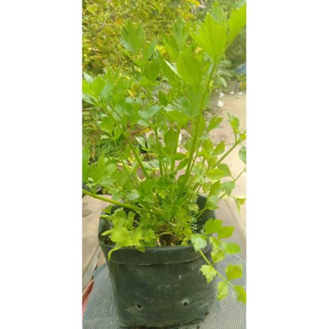 Jual Bibit segar Daun seledri/daun sop | Shopee Indonesia