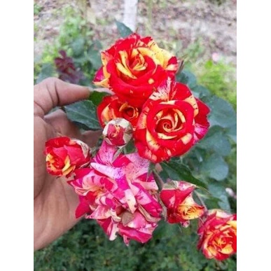 Jual Mawar candi kuning(batik kuning) | Shopee Indonesia