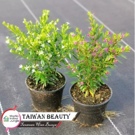 Jual Tanaman Bunga Taiwan Beauty - Tanaman Hias Cuphea Hisssopifolia ...