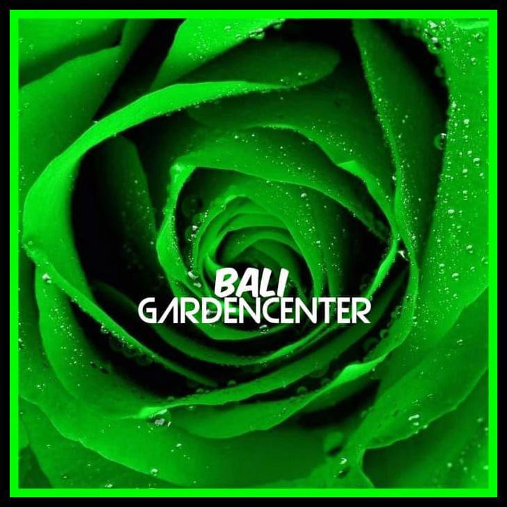 Simak! Gambar Bunga Mawar Hijau yang Banyak Dicari - Informasi Seputar ...