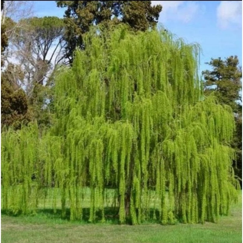 Jual Tanaman Pelindung Liang Liu - Pohon Janda Merana | Shopee Indonesia