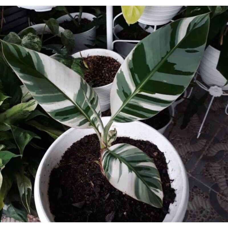 Jual tanaman varigata - pohon pisang variegata (HANYA BONGGOL) | Shopee ...