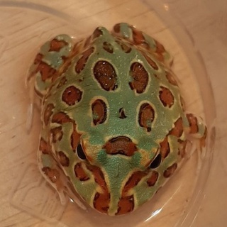 Jual GREEN PACMAN FROG KODOK | Shopee Indonesia