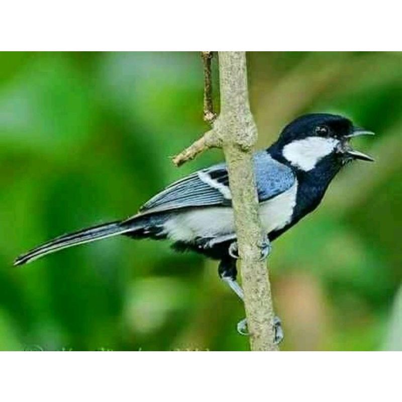 Jual burung glatik batu pilihan | Shopee Indonesia