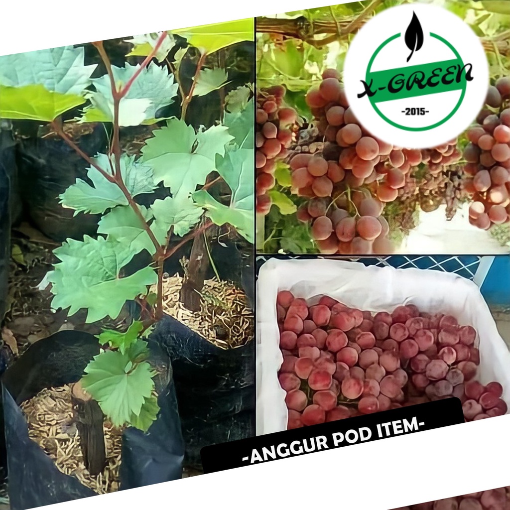 Jual Pohon Buah Anggur Pod Item - (X-Green) | Shopee Indonesia