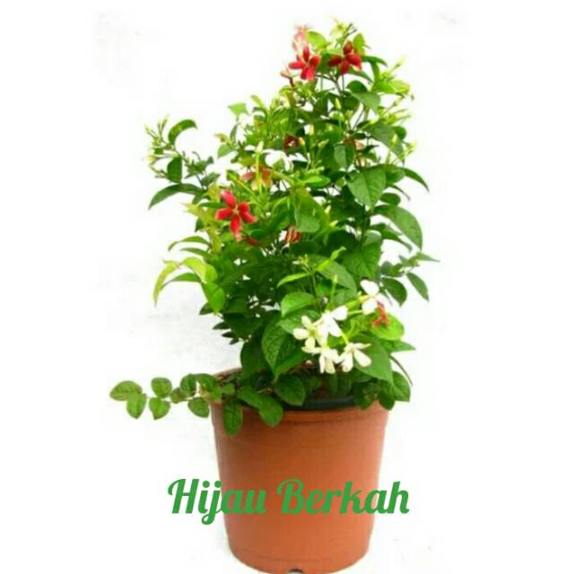 Jual BISA COD Tanaman hias bunga melati belanda holland tanaman ...
