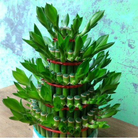 Jual Bambu hoki rimbun | lucky bamboo plus tatakan hitam | Shopee Indonesia