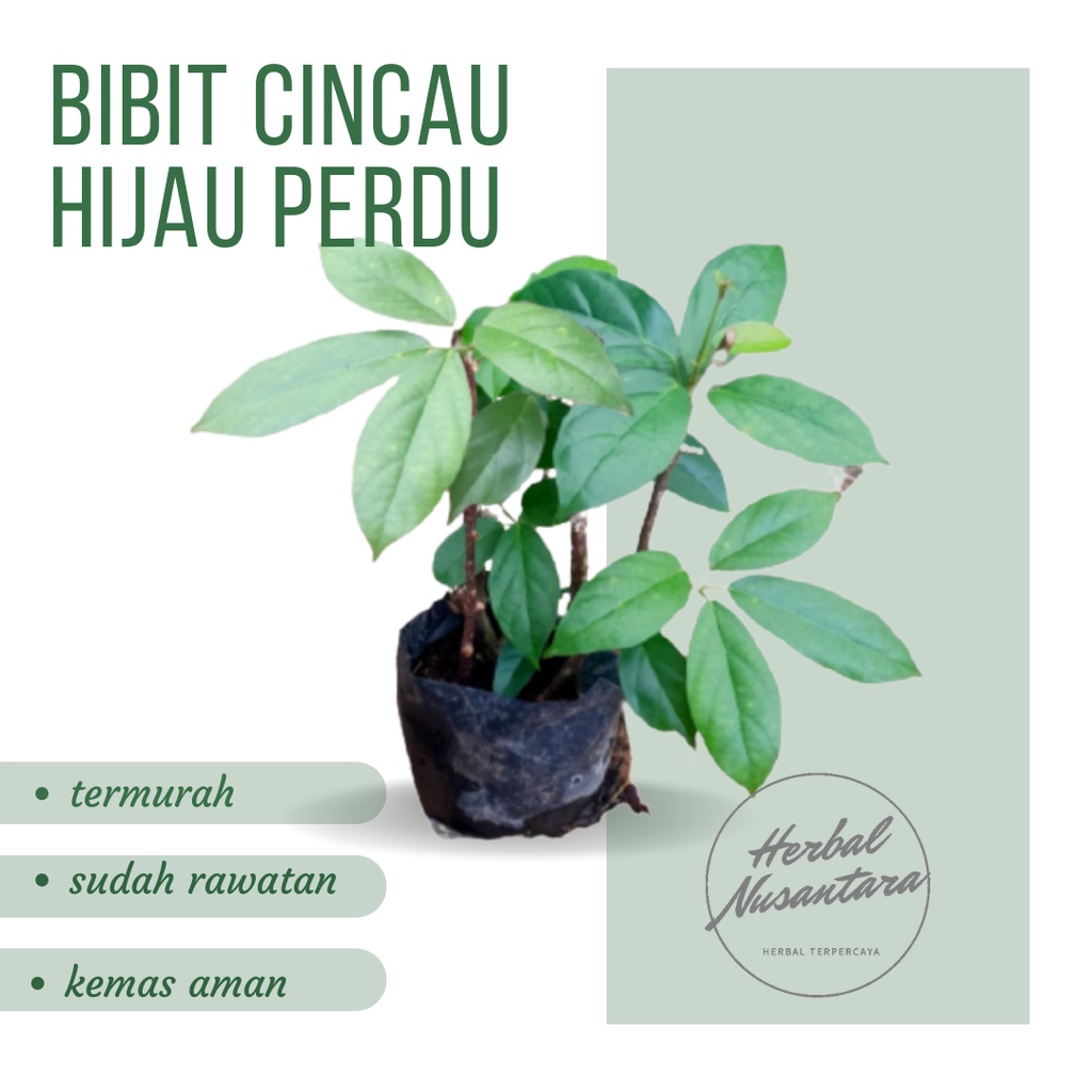 Jual Bibit Cincau Hijau Perdu | Cincau Pohon | Sudah Tumbuh dengan ...