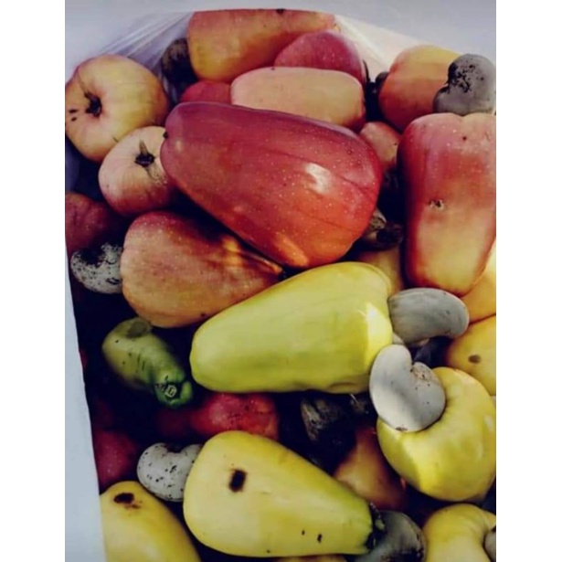 Jual BUAH JAMBU METE / BUAH JAMBU MONYET FRESS 1KG | Shopee Indonesia