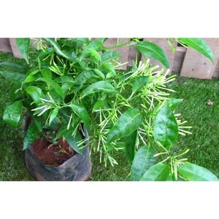 Jual Bunga Hias Arum Dalu Asli Murah Bergaransi | Shopee Indonesia