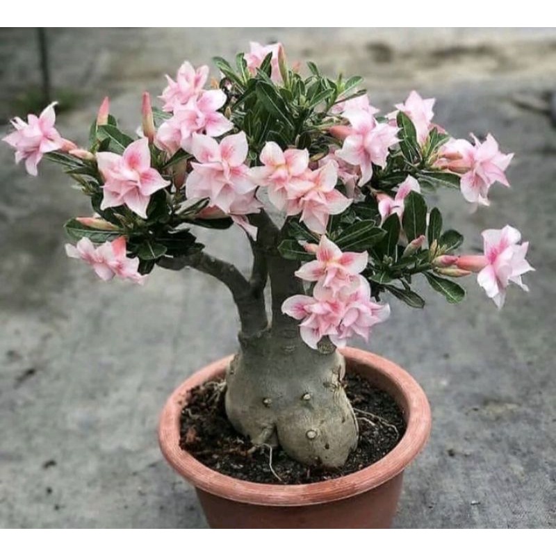 Jual Adenium Bonggol Besar Tanaman Hidup Bunga Hidup Murah Bunga Hidup