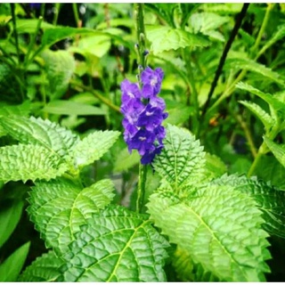 Jual BIJI PECUT KUDA ISI 150 | BIJI TANAMAN PECUT KUDA / BENIH TANAMAN ...