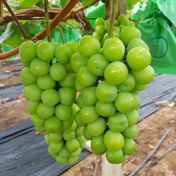 Jual Bibit Anggur import Shine Muscat (jenis anggur termahal ...