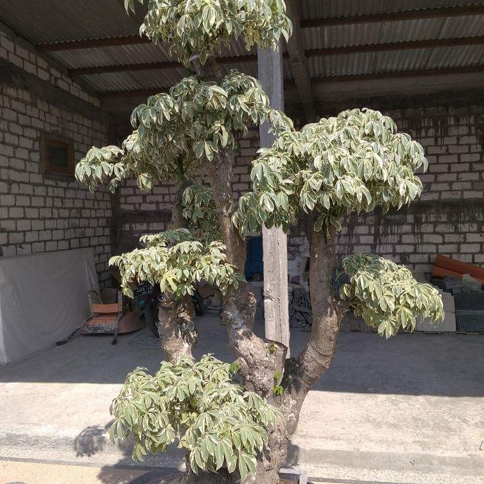 Jual 15 Bibit Stek Pohon Hias Randu Varigata Putih | Shopee Indonesia