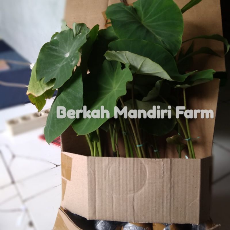 Jual Talas Jepang - Talas Satoimo - bibit tanaman talas Satoimo Jepang ...