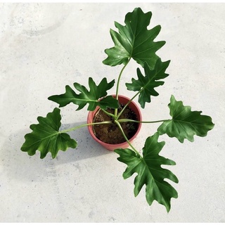 Jual tanaman hias philodendrum selloum philo jari monstera+pilo Tanaman ...