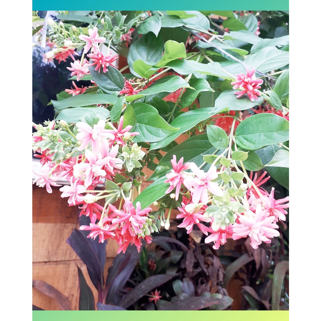 Jual tanaman hias rambat melati belanda/tanaman melati belanda/pohon ...