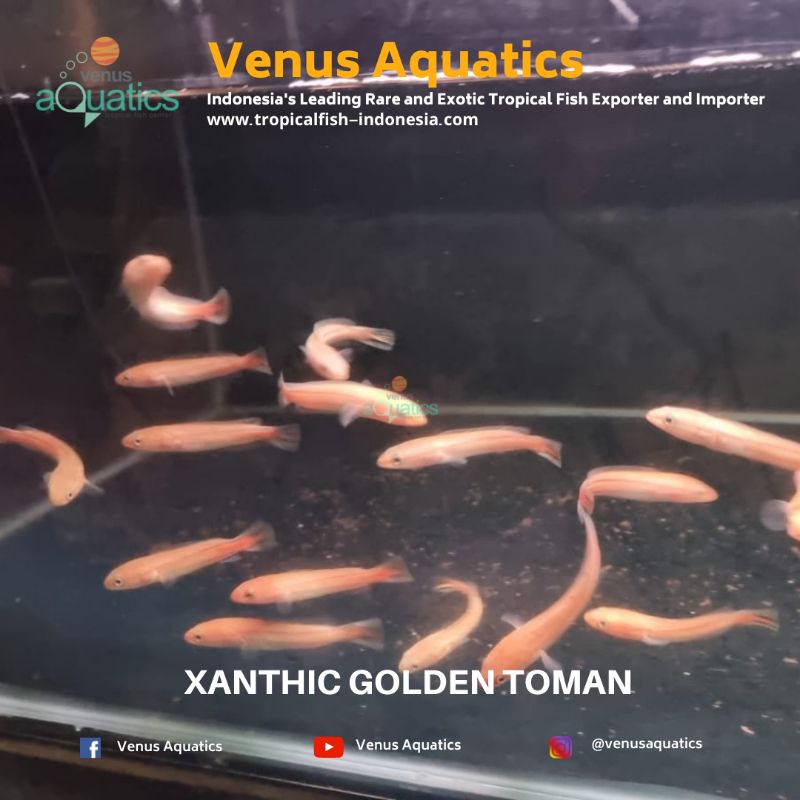 Jual IKAN GABUS CHANNA KUNING XANTHIC GIANT GOLDEN TOMAN | Shopee Indonesia