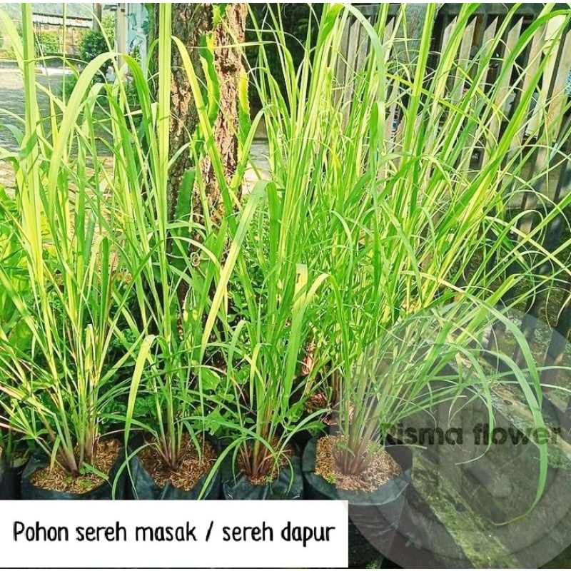 Jual Tanaman pohon sereh masak / pohon sereh dapur ( sereh untuk ...