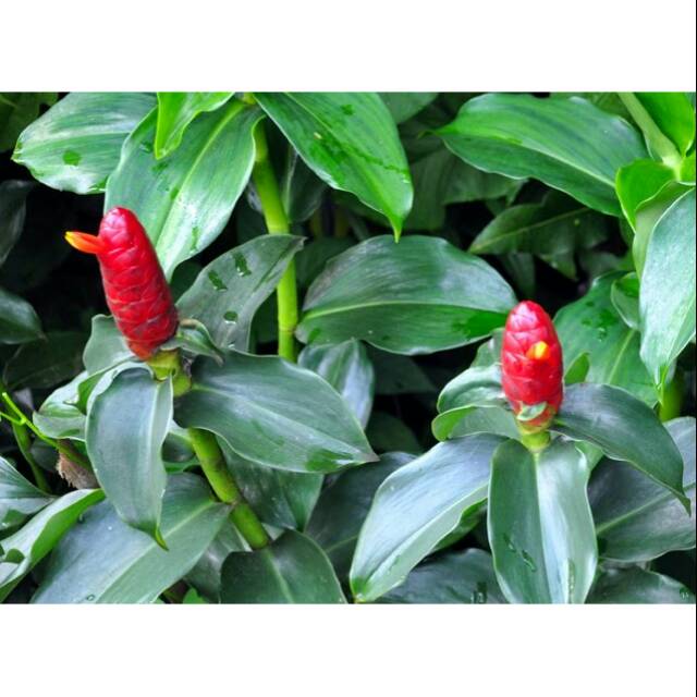 Jual Tanaman Pacing Pentol | Shopee Indonesia