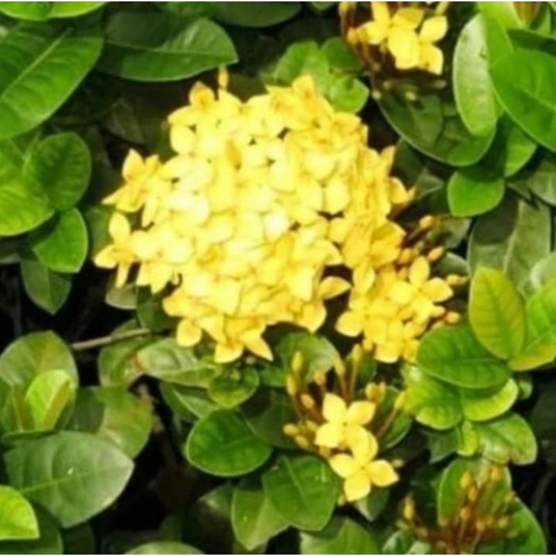 Jual Pohon Asoka Hawai Bunga Kuning Tanaman Hias Soka Hawai | Shopee ...