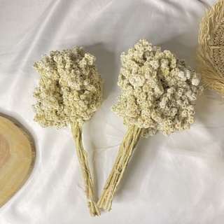 Jual BUNGA EDELWEIS / BROMO / ABADI NATURAL | KADO HADIAH UNTUK BESTIE ...