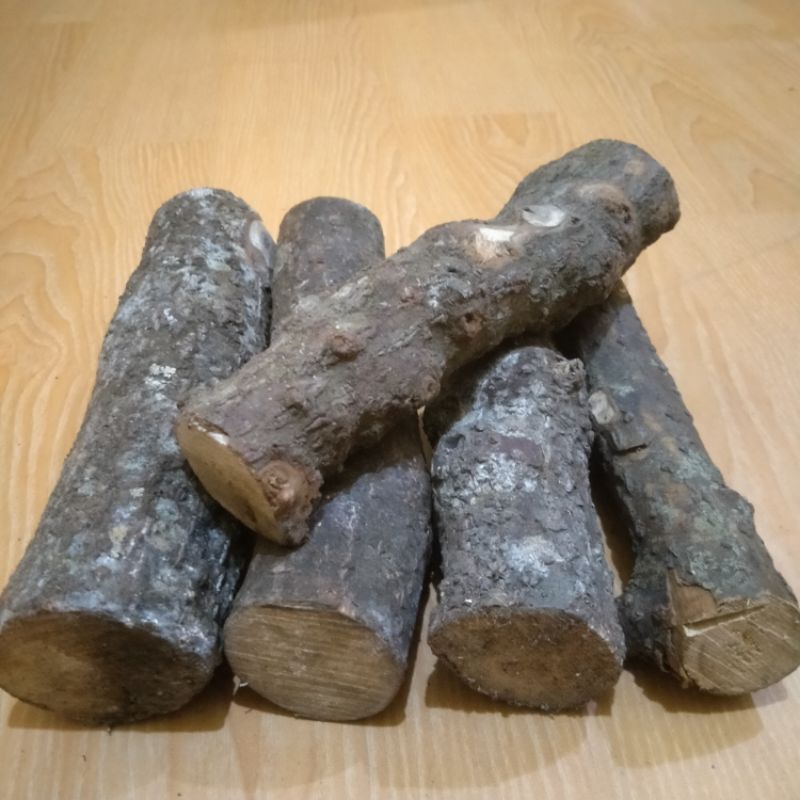 Jual Kayu Lemo Krangen 20cm Kilemo Penangkal Ular & Hewan Berbisa ...