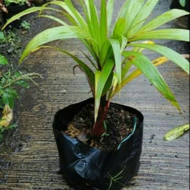 Jual POHON PALM BOTOL-bibit pohon palm botol | Shopee Indonesia
