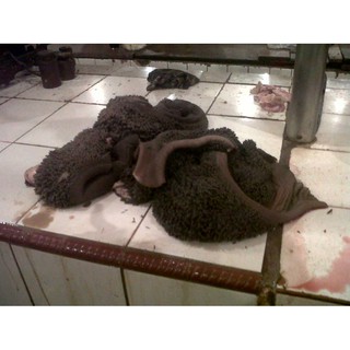 Jual BABAT SAPI / BABAT HITAM ( Beef BLACK Tripe / CALF OFFAL ...