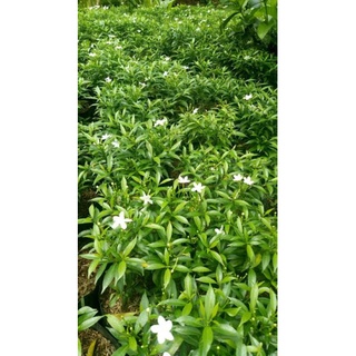 Jual melati mini/jepang | Shopee Indonesia