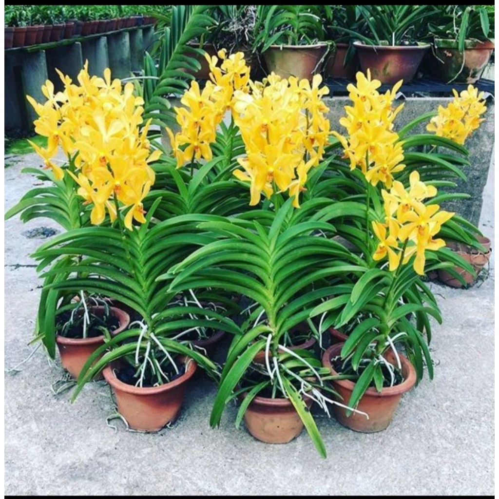 Jual anggrek panda dewasa siap berbunga- anggrek panda bunga kuning ...