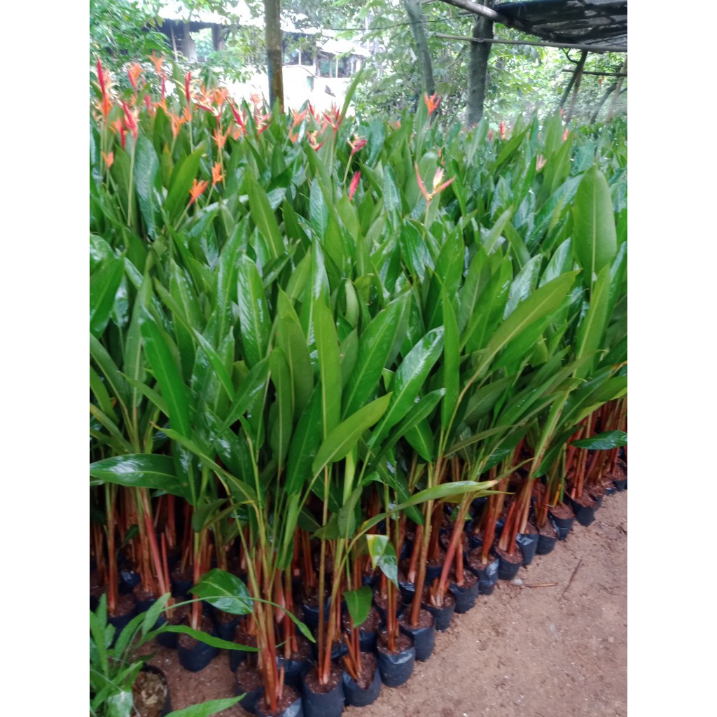 Jual Heliconia psittacorum - Tanaman Pisang-pisangan - Ukuran 20-40 cm ...