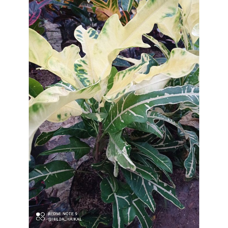 Jual pohon hias Puring terang bulan | Shopee Indonesia