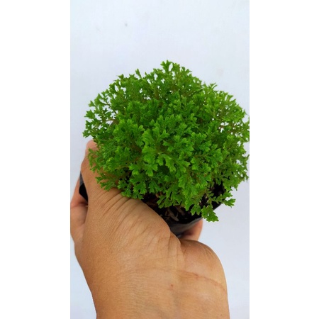 Jual lumut air / tanaman air / tanaman aquarium / lumut ambon tanaman ...