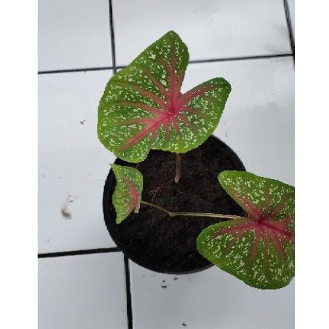 Jual Bunga Viral Murah, Tanaman Hias Viral Murah, Keladi Red Star ...