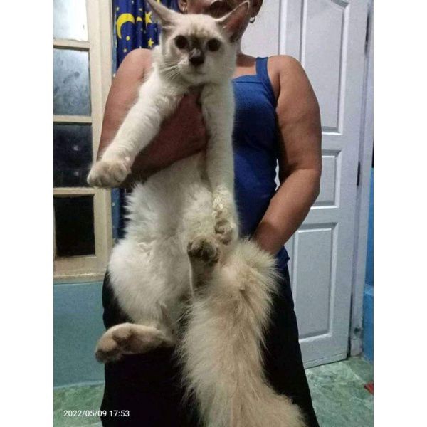 Jual GratisbOngkir Kucing Himalaya Mix Ragdoll Jantan | Shopee Indonesia