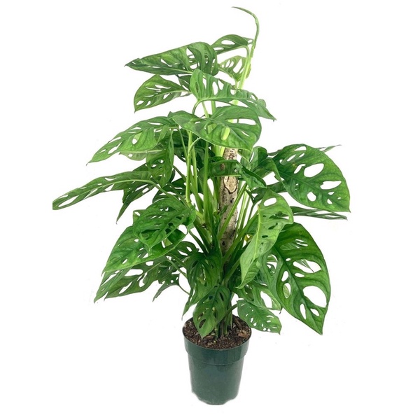 Jual Tanaman hias philodendron monstera Adansonii-janda bolong- pilo ...