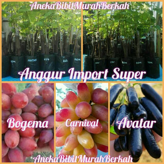 Jual Bibit Anggur Import Spesial CARNIVAL ( CRV), BOGEMA ( BGM), AVATAR ...