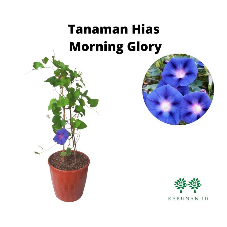 Jual Bibit Morning Glory/Tanaman Bunga Morning Glory | Shopee Indonesia